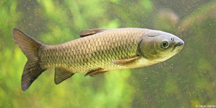 Graskarper 7-10cm :: J&B aquariums